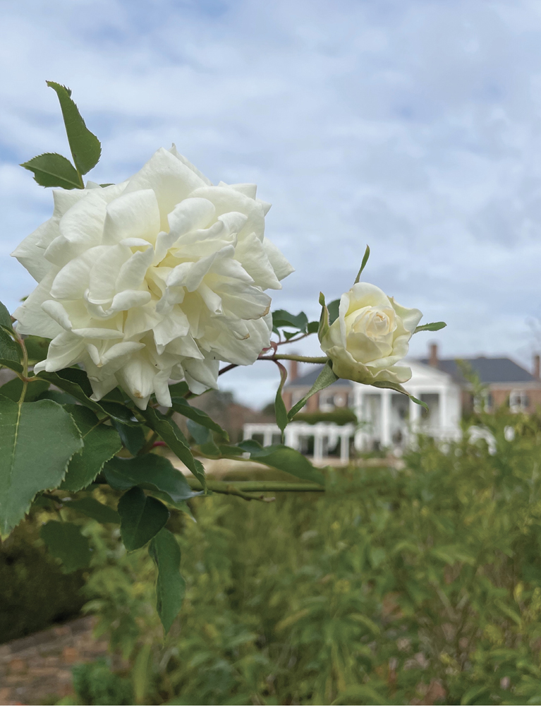 Our Hometown Rose: Learn about the Noisette, Charleston’s heritage rose ...