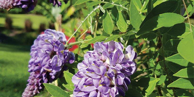 Native Wisteria Offers Swoon-Worthy Blooms Without an Invasive Growth ...
