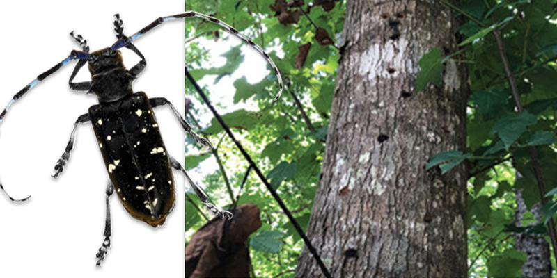 An Invasive Species Causes Beetle Mania | Charleston SC | Charleston ...