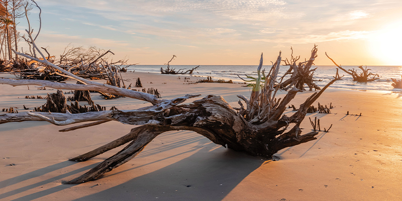 Taking Bulls Island by Storm: 35 Years After Hurricane Hugo’s ...
