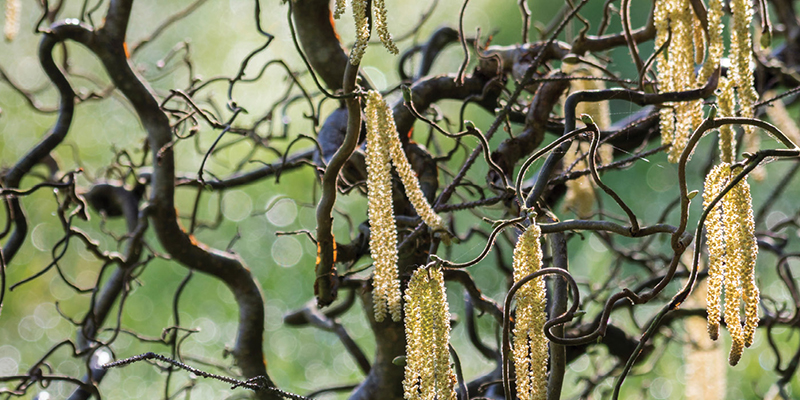 A Creepy-Cool Shrub | Charleston SC | Charleston Magazine