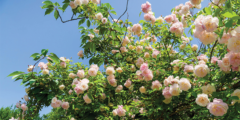 Discover the Beauty: How Noisette Roses Bloomed from Charleston to Fame ...