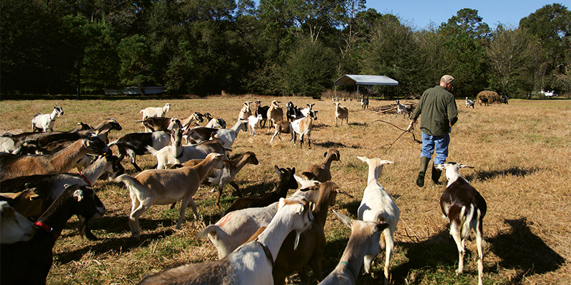 Charleston SC |Got their Goats| Charleston Magazine