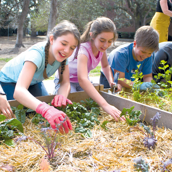 Planting Progress | Charleston SC | Charleston Magazine