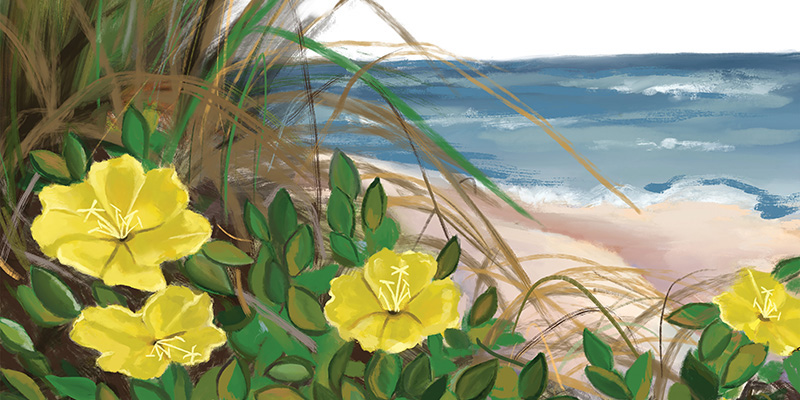 Discover how the delicate beach evening primrose gives strength to the ...