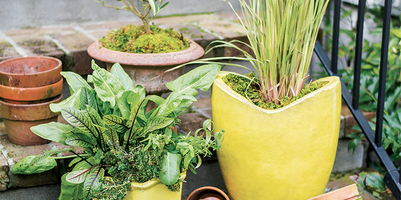 A Tasty Trio: Put container gardens to work for your taste buds with ...