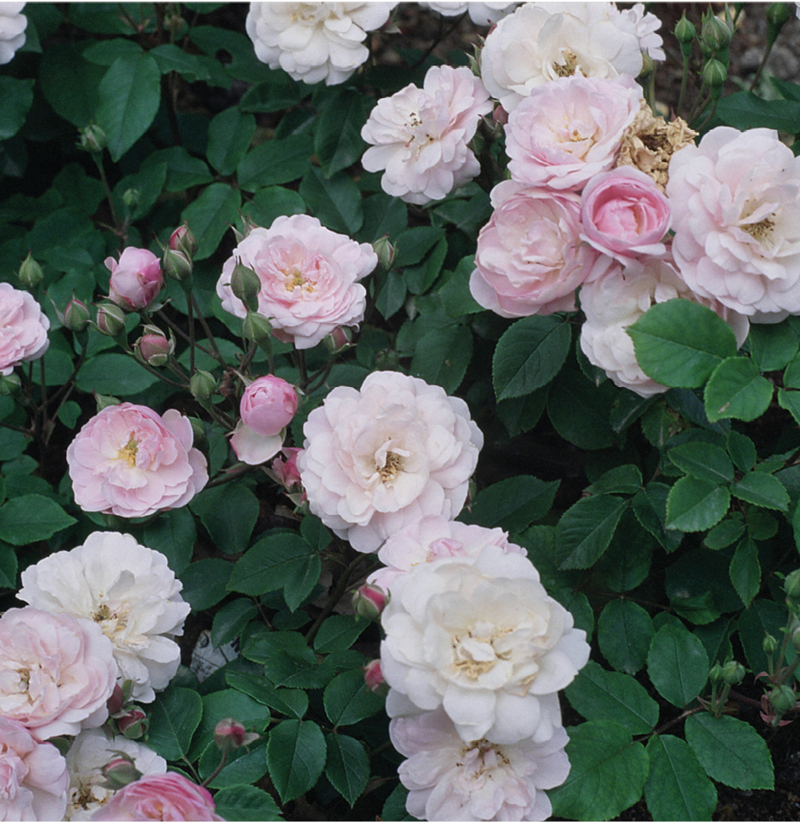 Our Hometown Rose: Learn about the Noisette, Charleston’s heritage rose ...