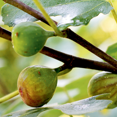 Get Figgy With It | Charleston SC | Charleston Magazine