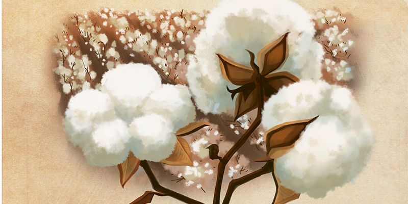 Sea Island Cotton | Charleston SC | Charleston Magazine