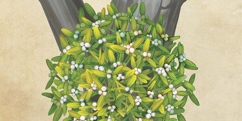 Angel Oak | Charleston SC | Charleston Magazine