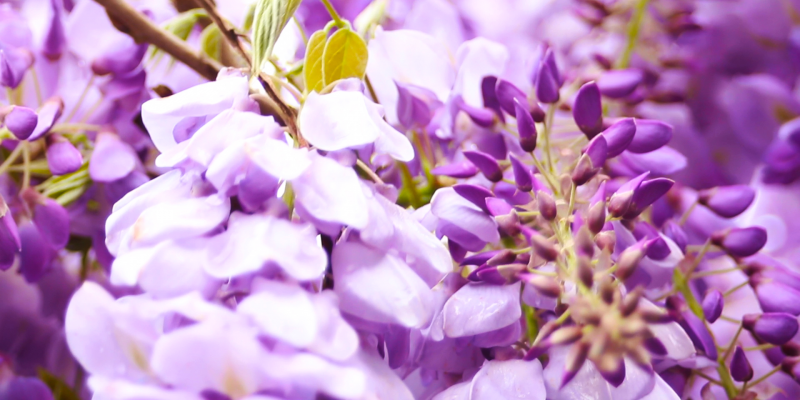 Wisteria Hysteria | Charleston Magazine | Charleston, SC