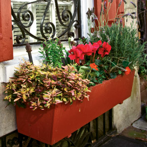 Create Low-Maintenance Window Boxes | Charleston SC | Charleston Magazine